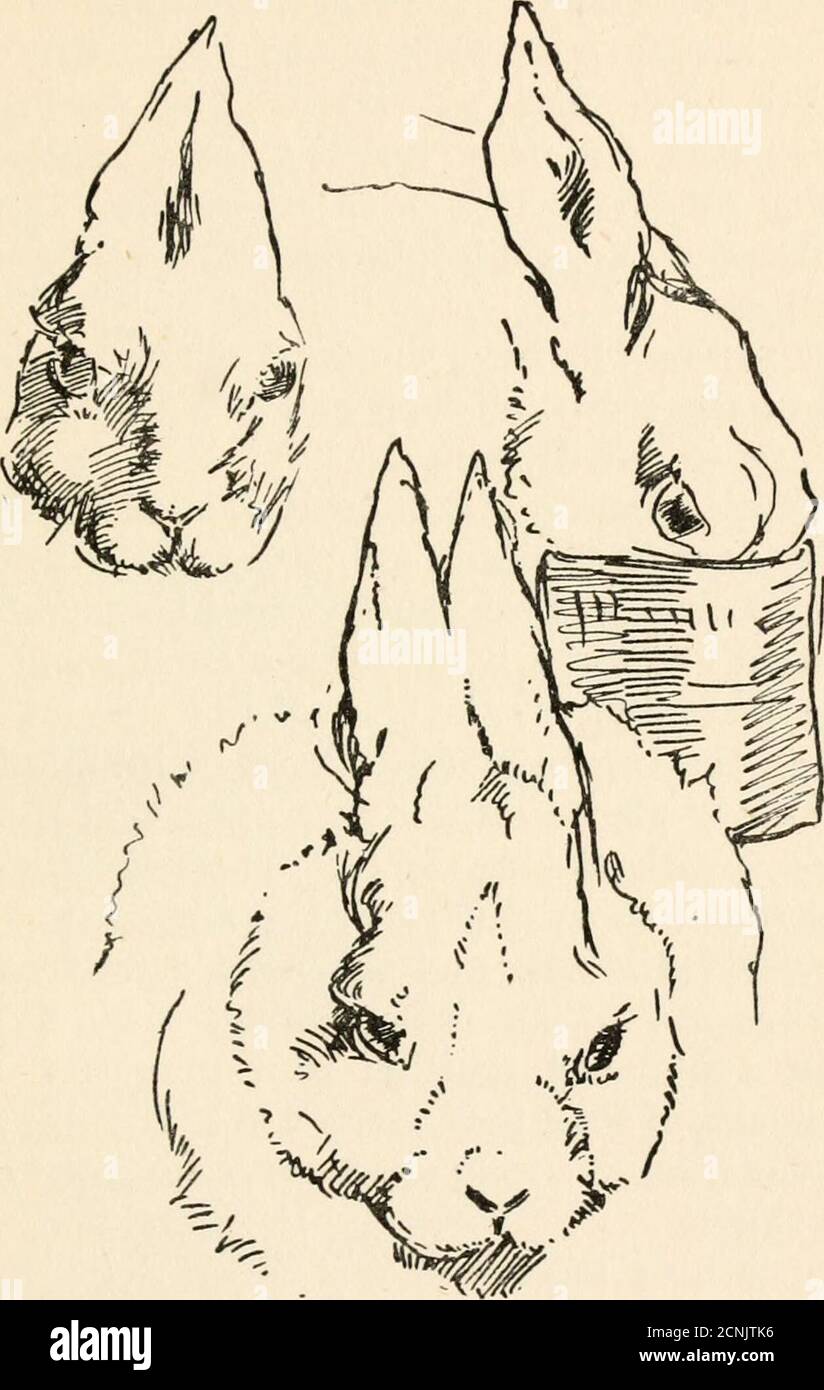 Taloned hi-res stock photography and images - Alamy