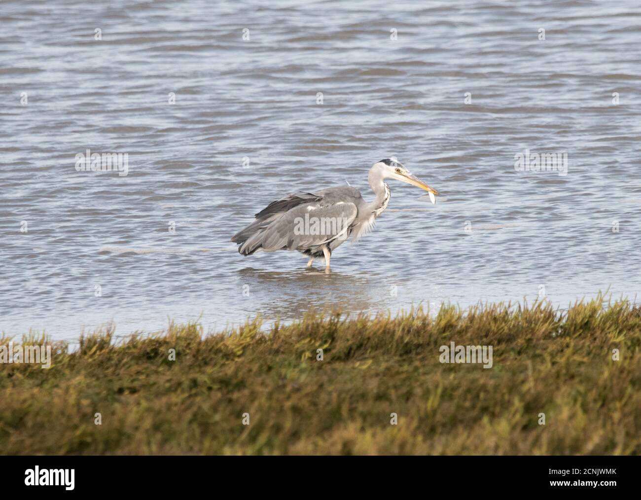 Grey Heron feeding (Ardea cinerea Stock Photo - Alamy