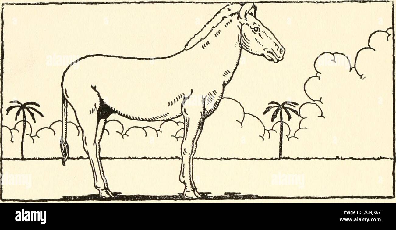 . The peacock and the wishing-fairy and other stories . THE ZEBRA AND ...