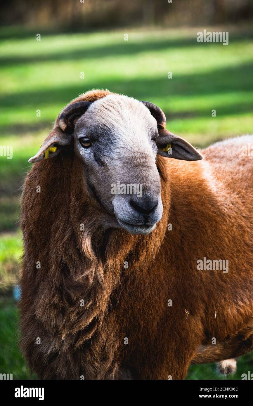 Brown sheep on hi-res stock photography and images - Alamy