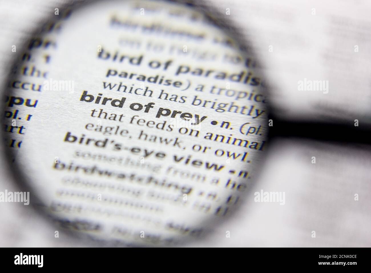 Word or phrase Bird of prey in a dictionary Stock Photo - Alamy