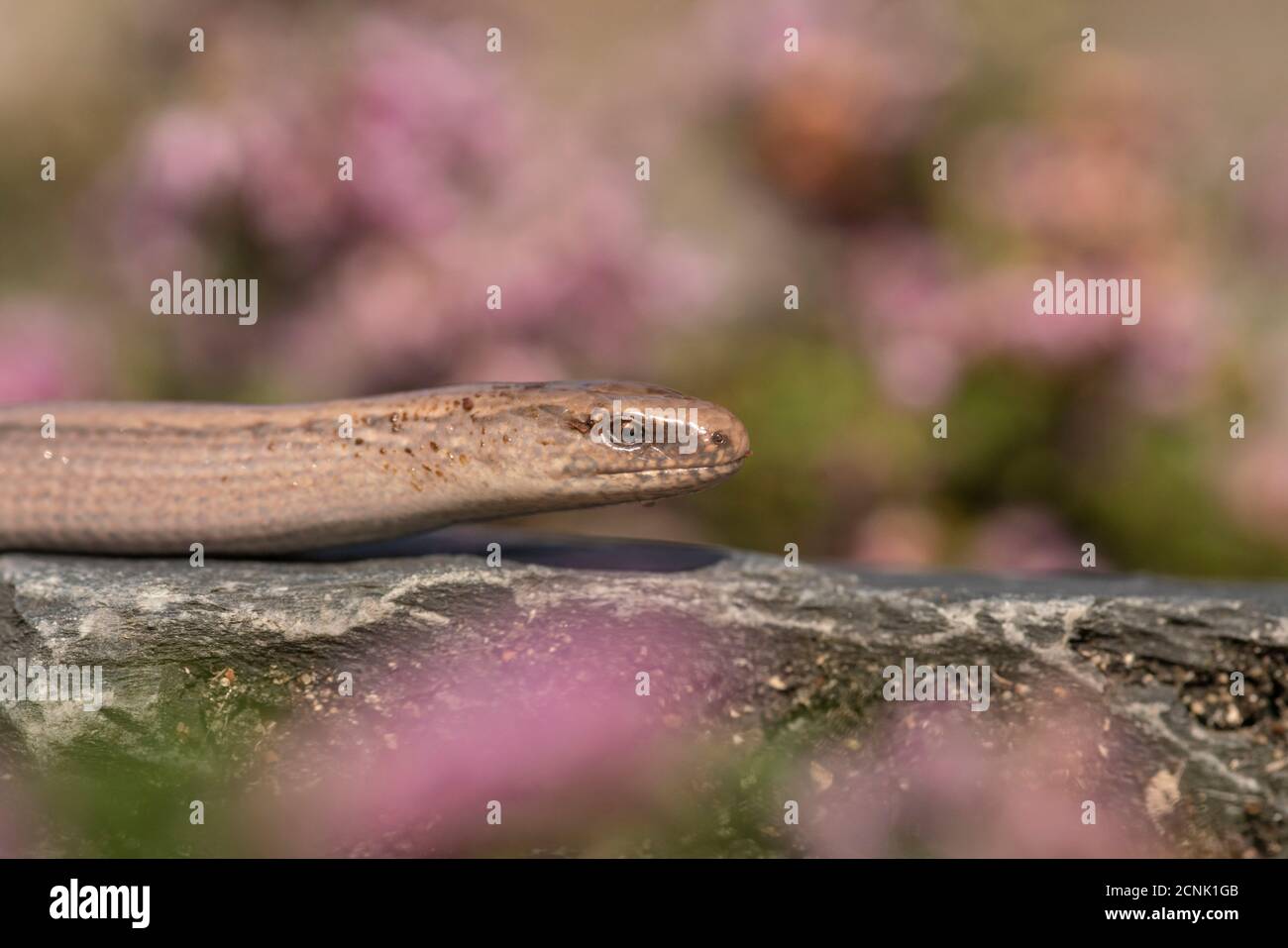 Slow worm, Anguis fragilis, amongst heather, late summer on ...
