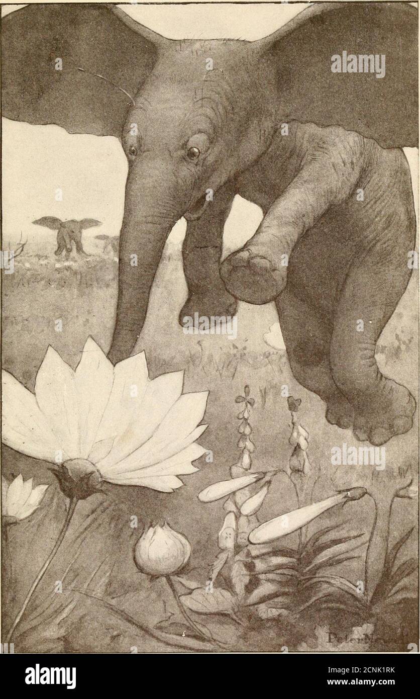 Alice the elephant hi-res stock photography and images - Alamy