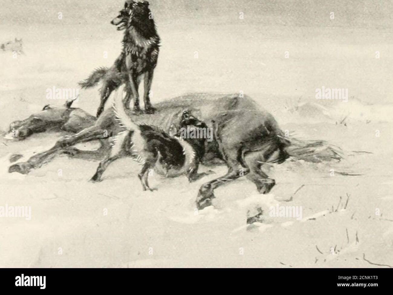 Wild animals bingo hi-res stock photography and images - Alamy