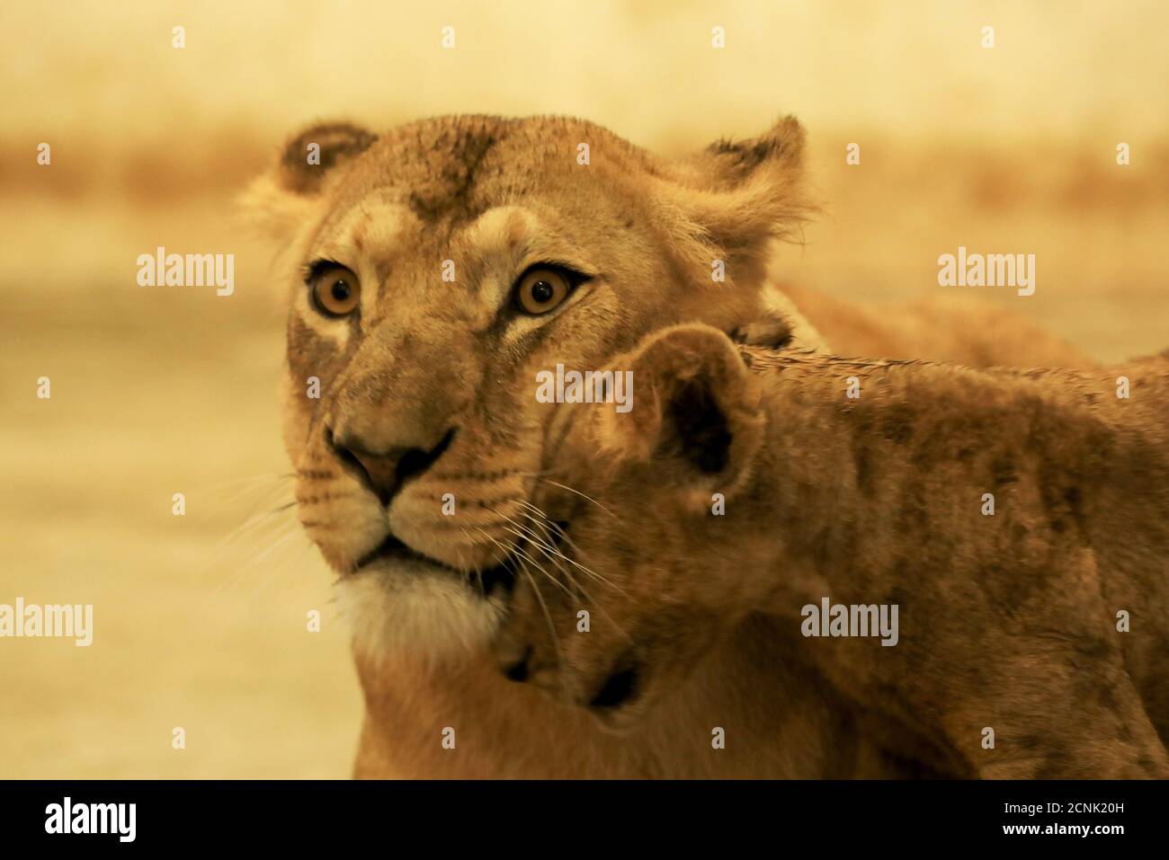 Lion inside its enclosure hi-res stock photography and images - Alamy