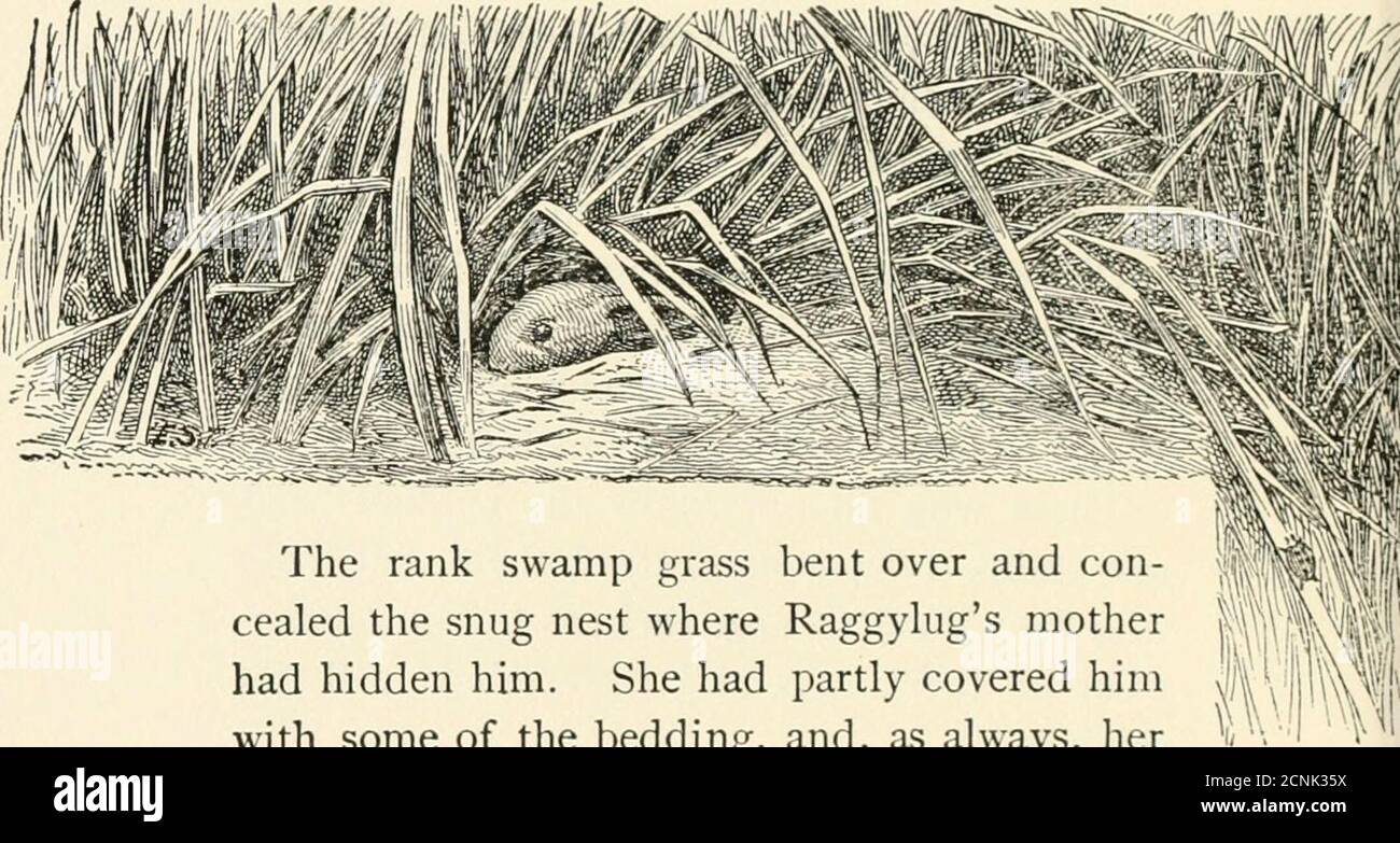 Humanized animals hi-res stock photography and images - Alamy