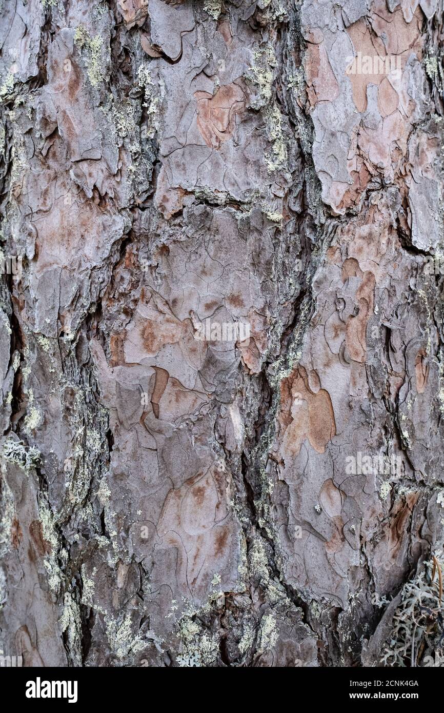 Pine bark on a tree trunk. Close-up Stock Photo - Alamy