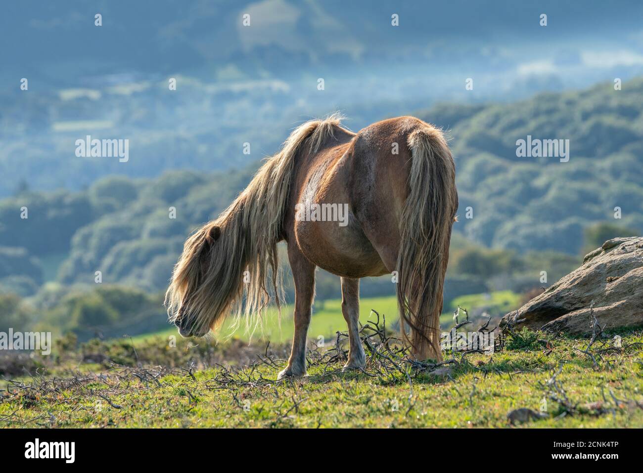 Carneddau pony, late summer in the carneddau mountain range of the ...
