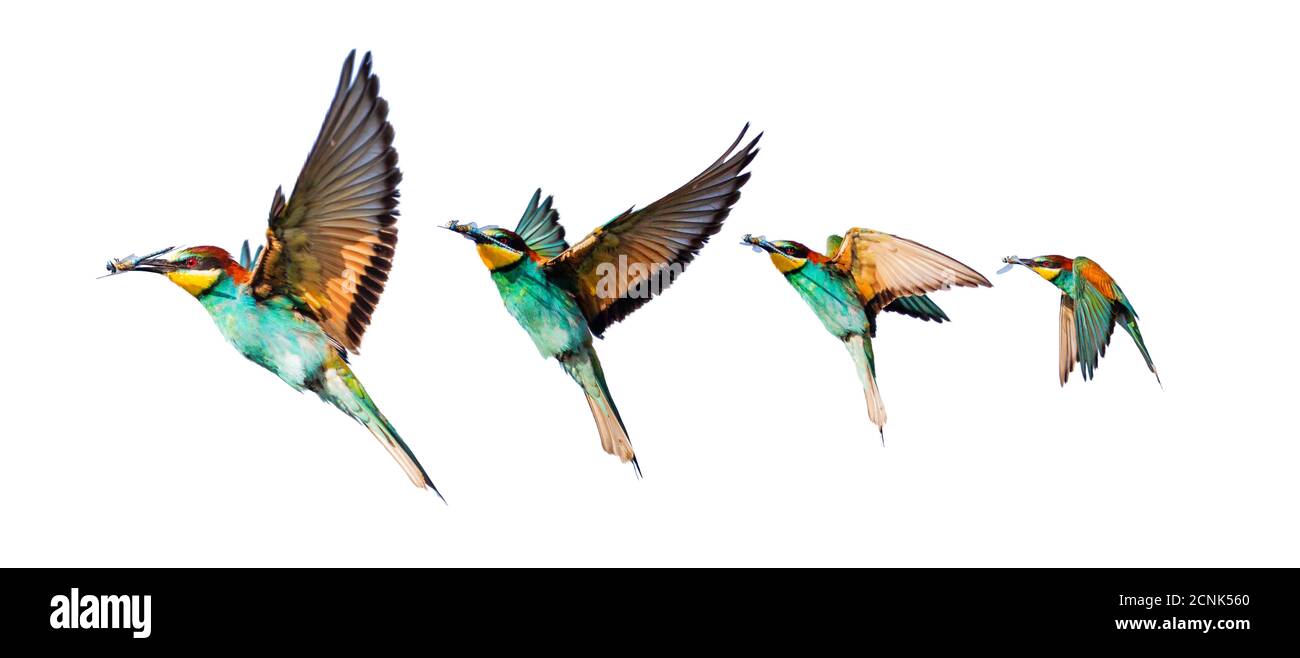 set of beautiful colorful birds isolated on white Stock Photo - Alamy