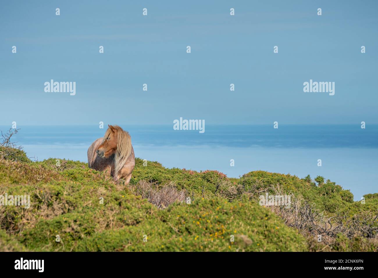 Carneddau pony, late summer in the carneddau mountain range of the ...