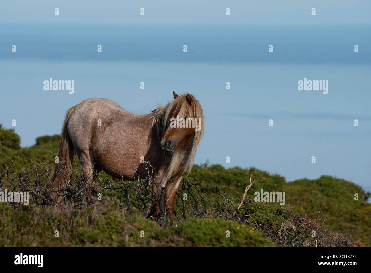 Carneddau pony, late summer in the carneddau mountain range of the ...