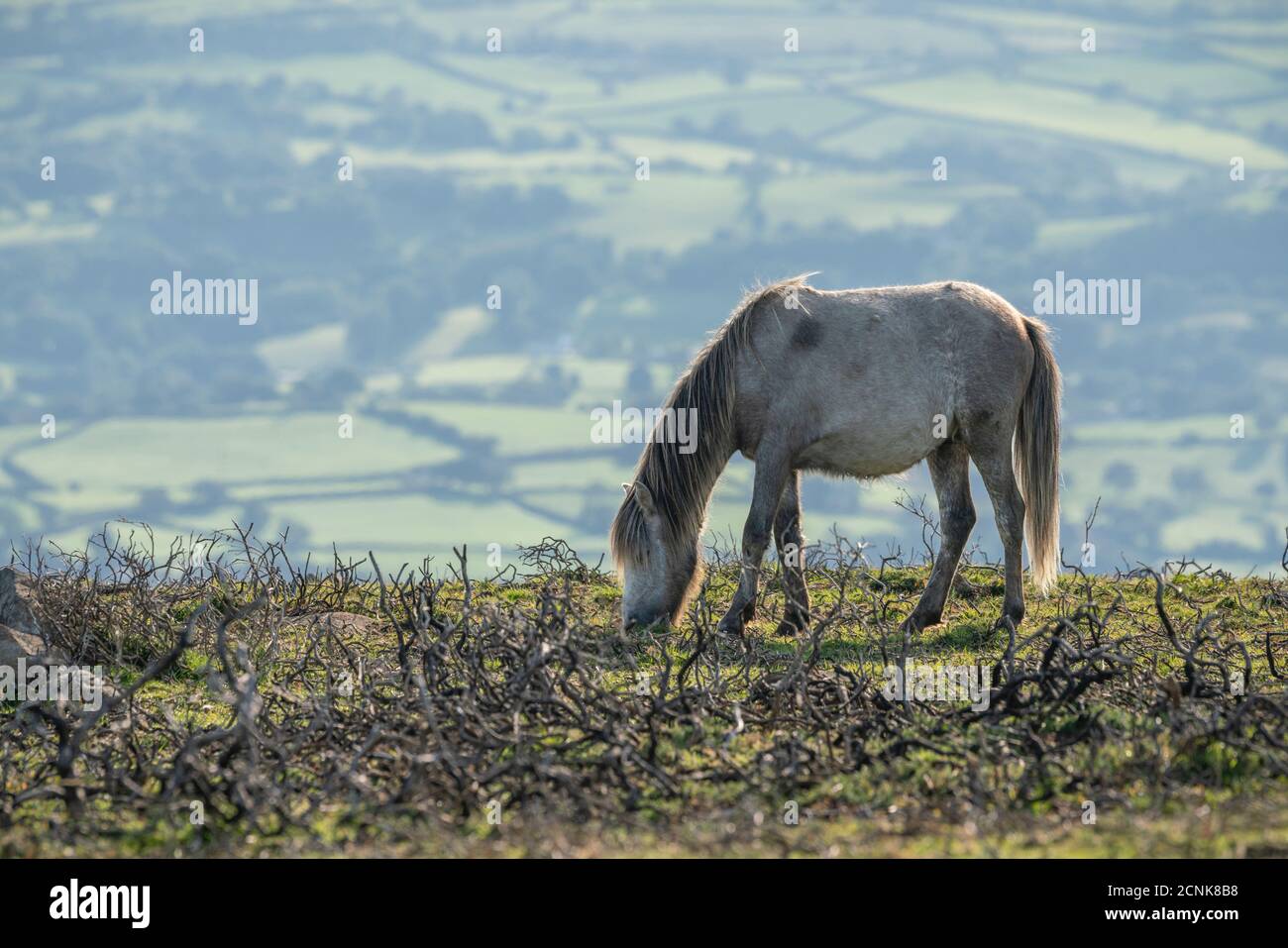 Carneddau pony, late summer in the carneddau mountain range of the ...
