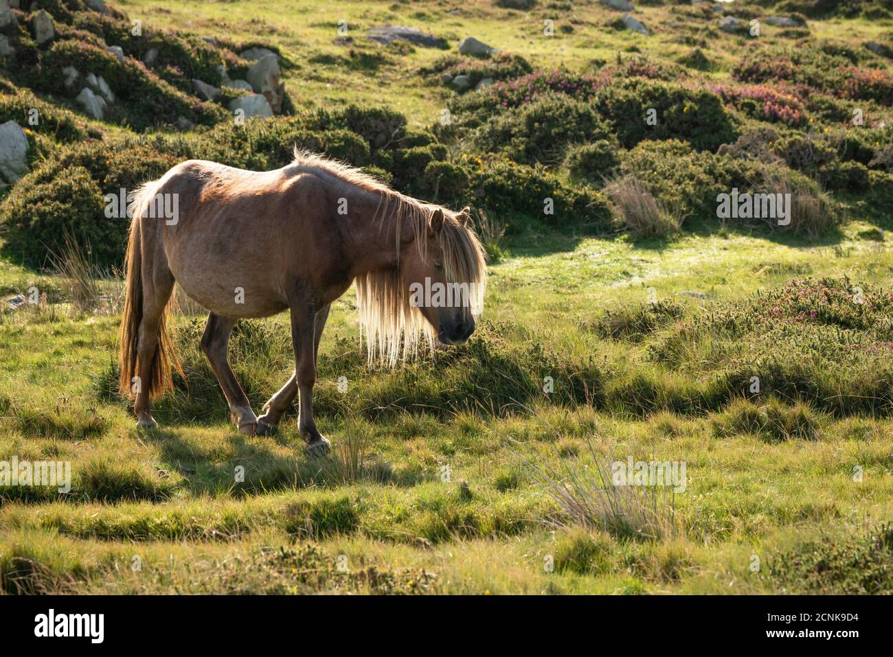 Carneddau pony, late summer in the carneddau mountain range of the ...