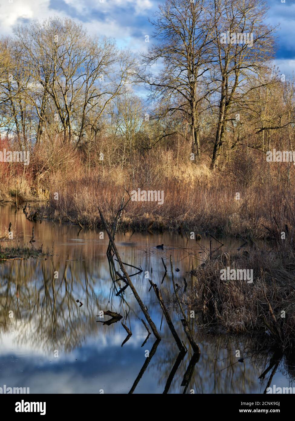 Alluvial forest, alluvial forest belt, renaturation measure, stream ...