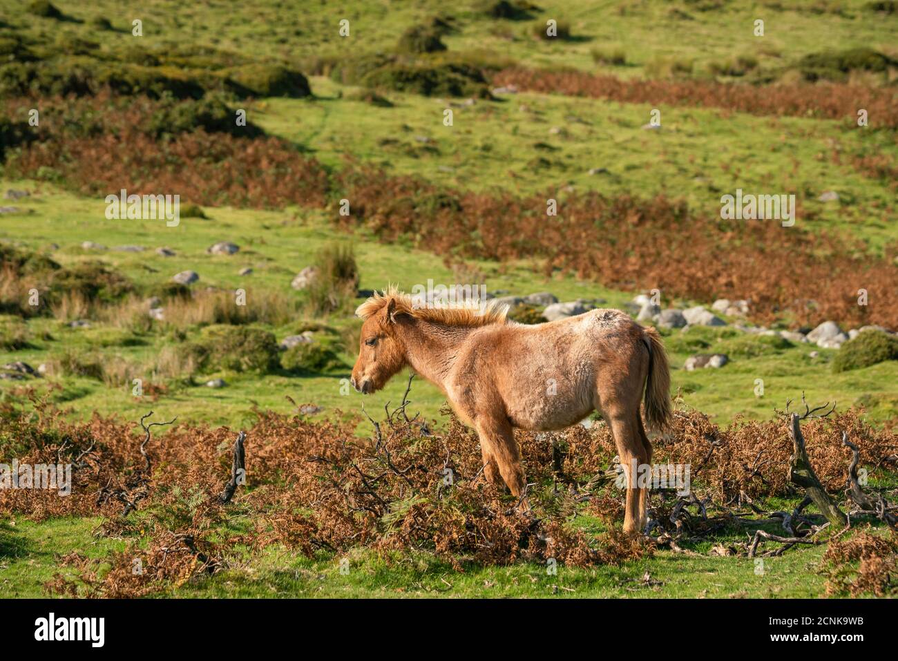 Carneddau pony, late summer in the carneddau mountain range of the ...