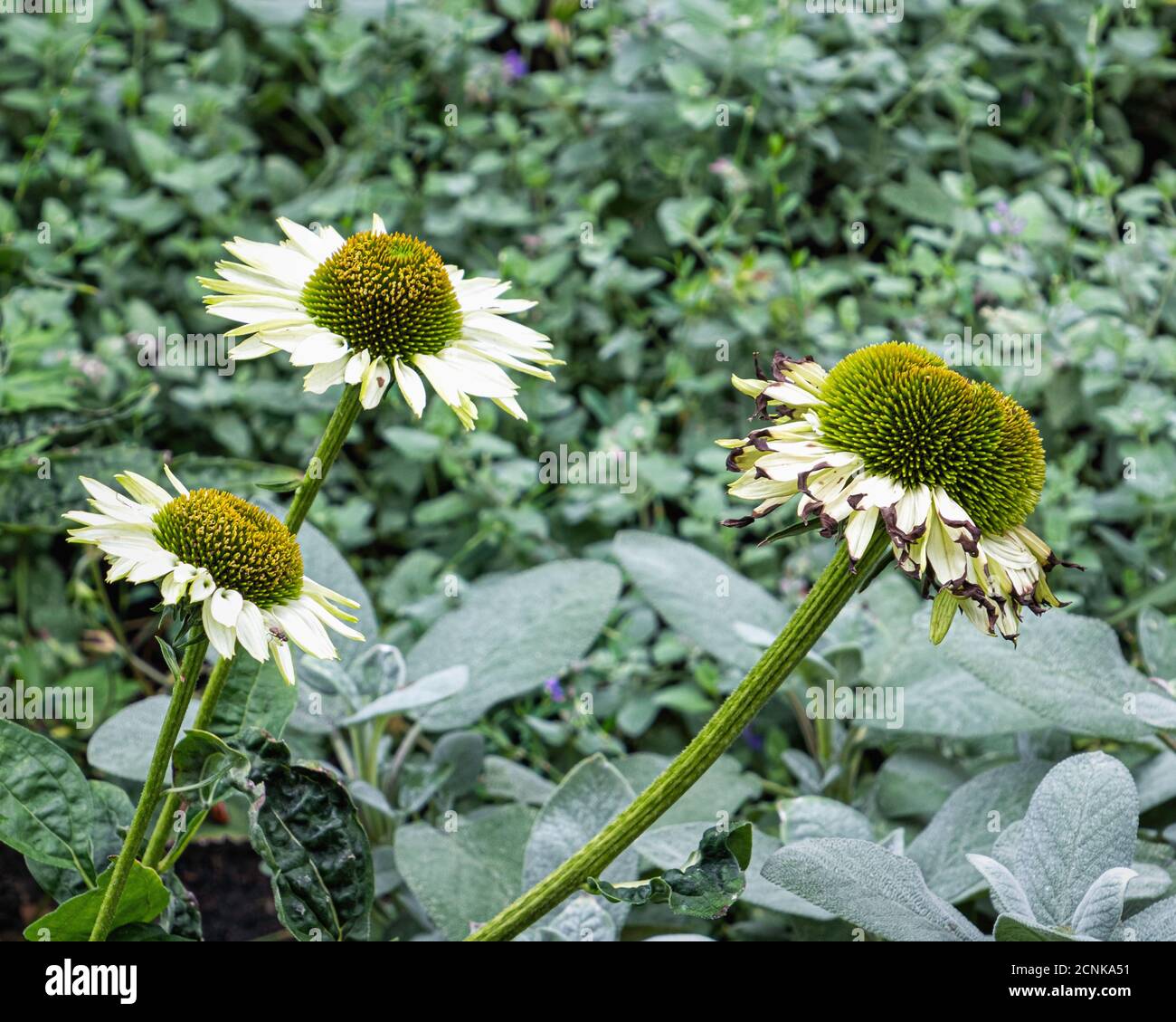 Echinacea purpurea, Rudbeckia White Swan, Coneflower White Swan ...