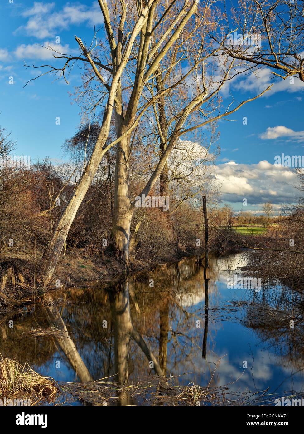 Alluvial forest, alluvial forest belt, renaturation measure, stream ...