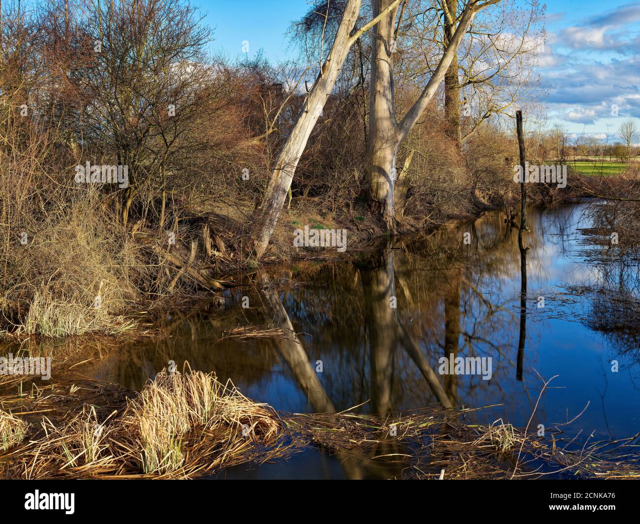Alluvial forest belt hi-res stock photography and images - Alamy