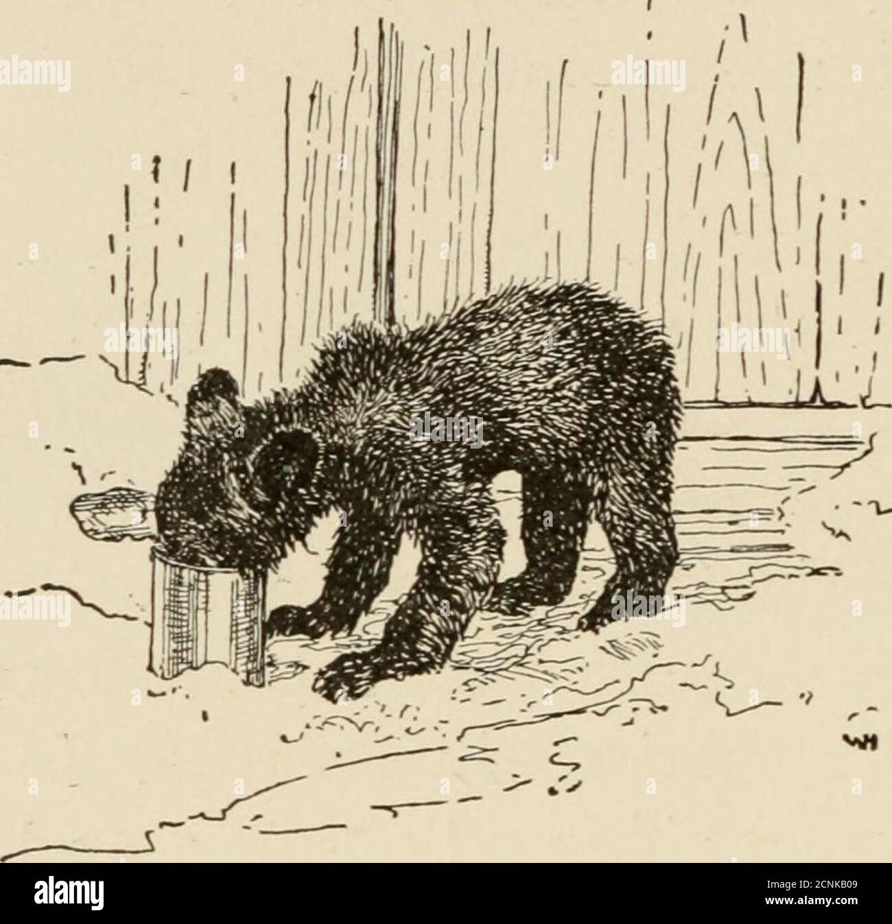 Bobby the bobcat hi-res stock photography and images - Alamy