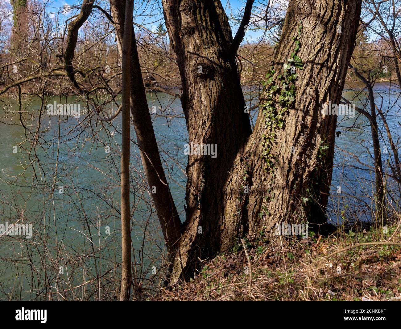 River, running water, bank, riparian forest, forest, trees, fallen ...