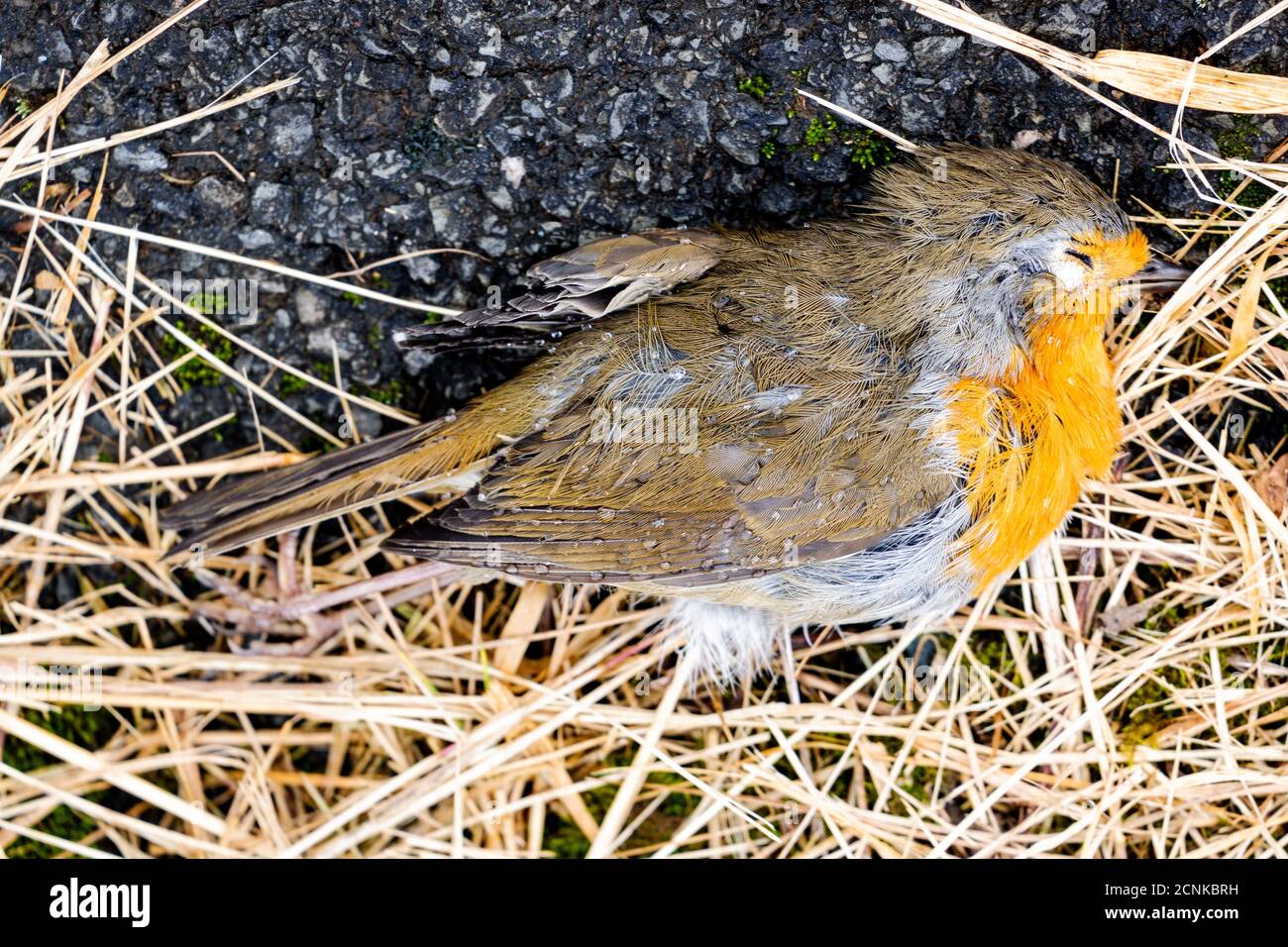 Dead robin hi-res stock photography and images - Alamy