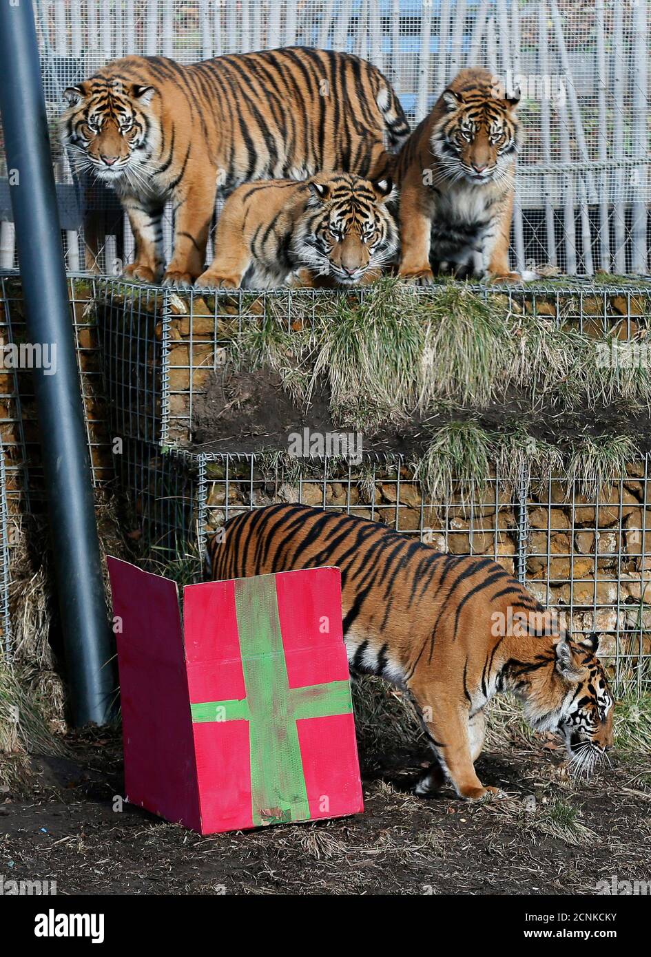 Zoo tiger in a box hi-res stock photography and images - Alamy