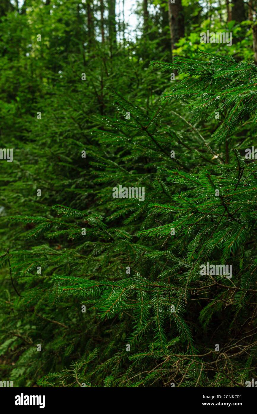 Spft tree forest hi-res stock photography and images - Alamy