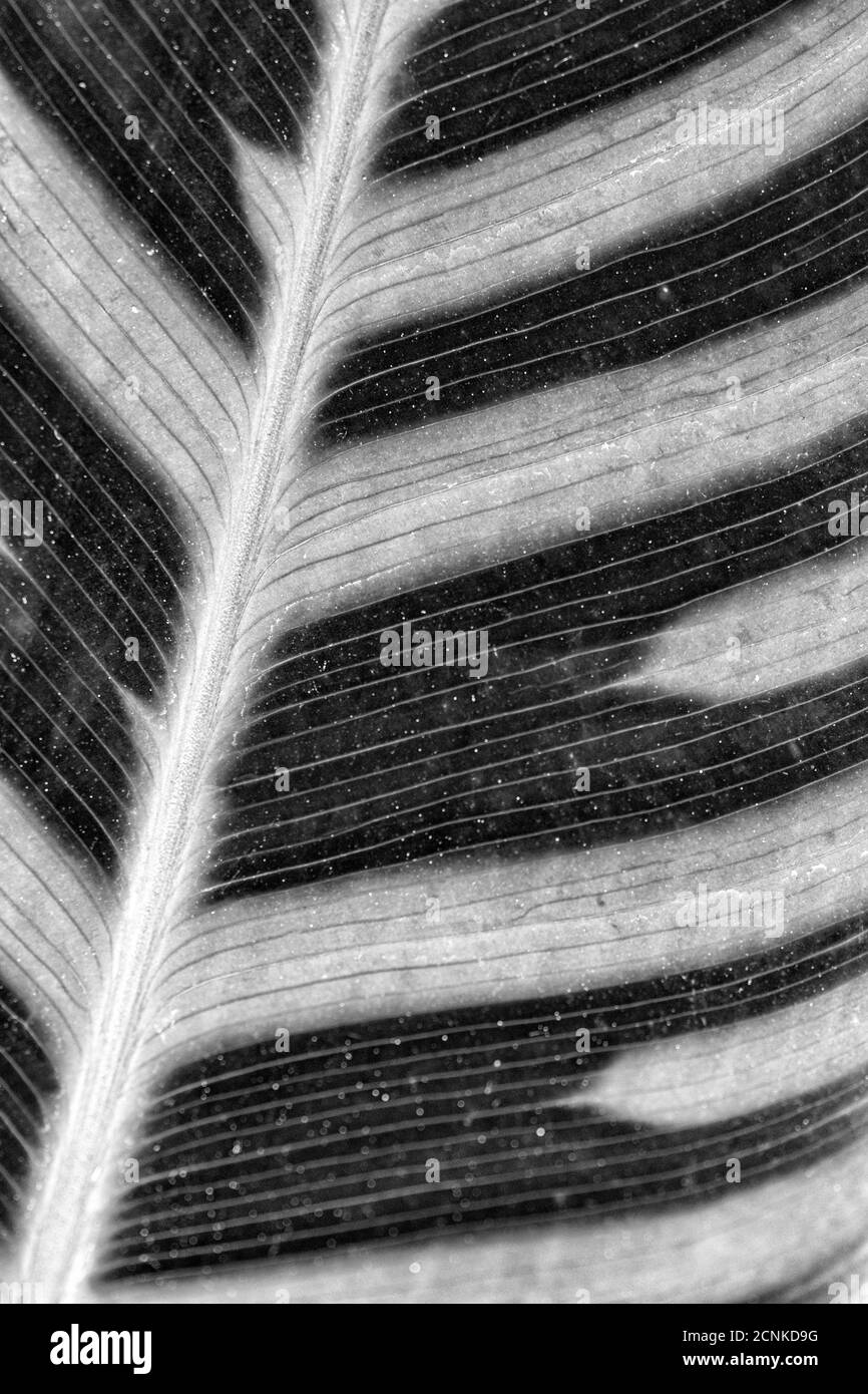 Abstract plant designs Black and White Stock Photos & Images - Alamy