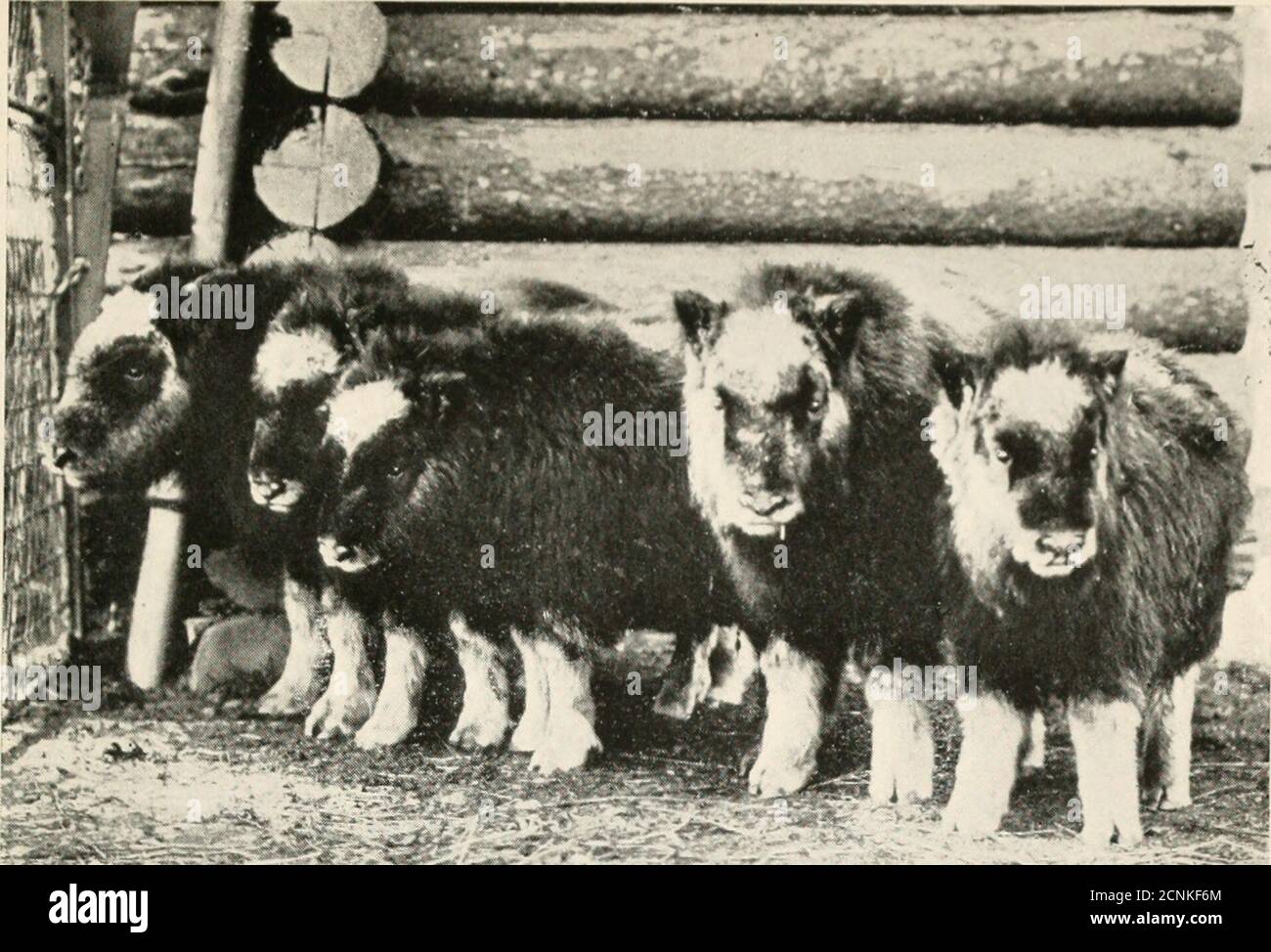 . The babyhood of wild beasts . bison-like head. Musk Oxen in reality ...