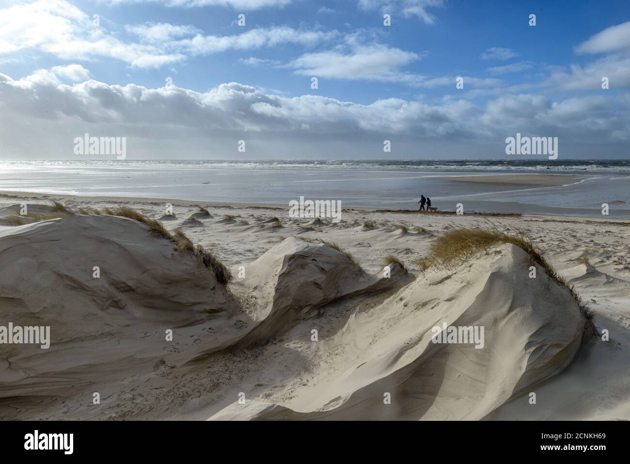 Dunes, beach, dune valley, beach grass, wind, sand flags, foredunes ...