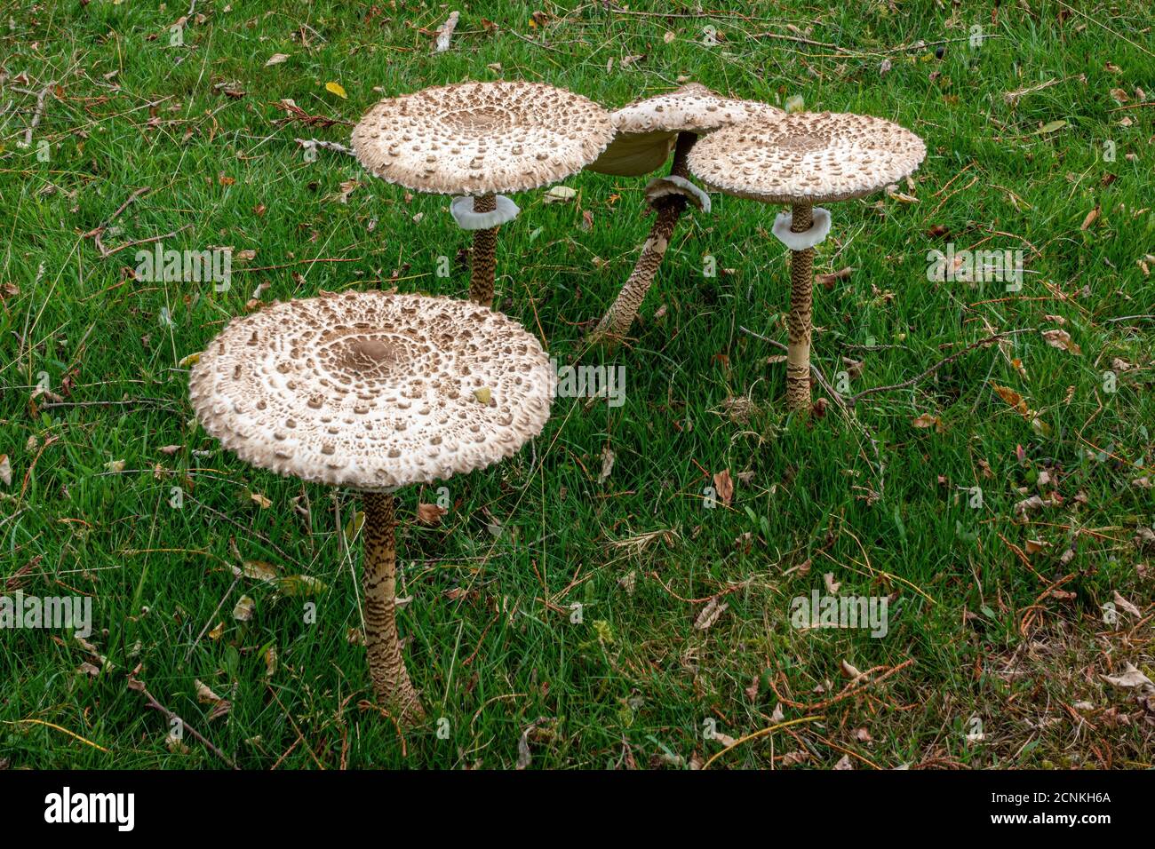 Four toadstools in a meadow viewed slightly from above Stock Photo - Alamy