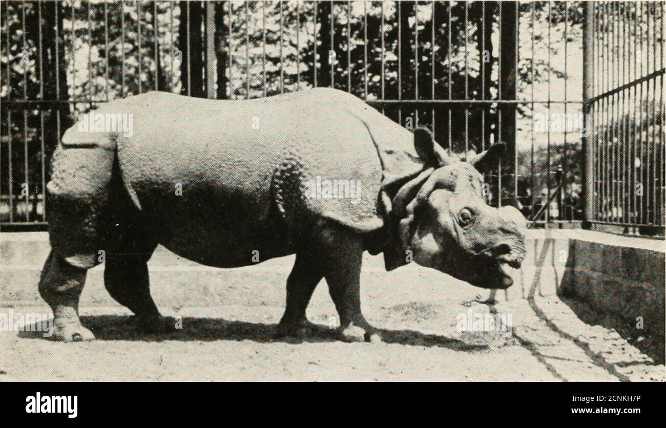 . The babyhood of wild beasts . Courteny of Ihc New York Zoological ...