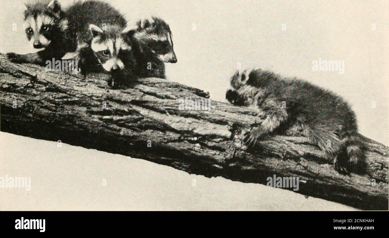 . The babyhood of wild beasts . By permission of the New York ...