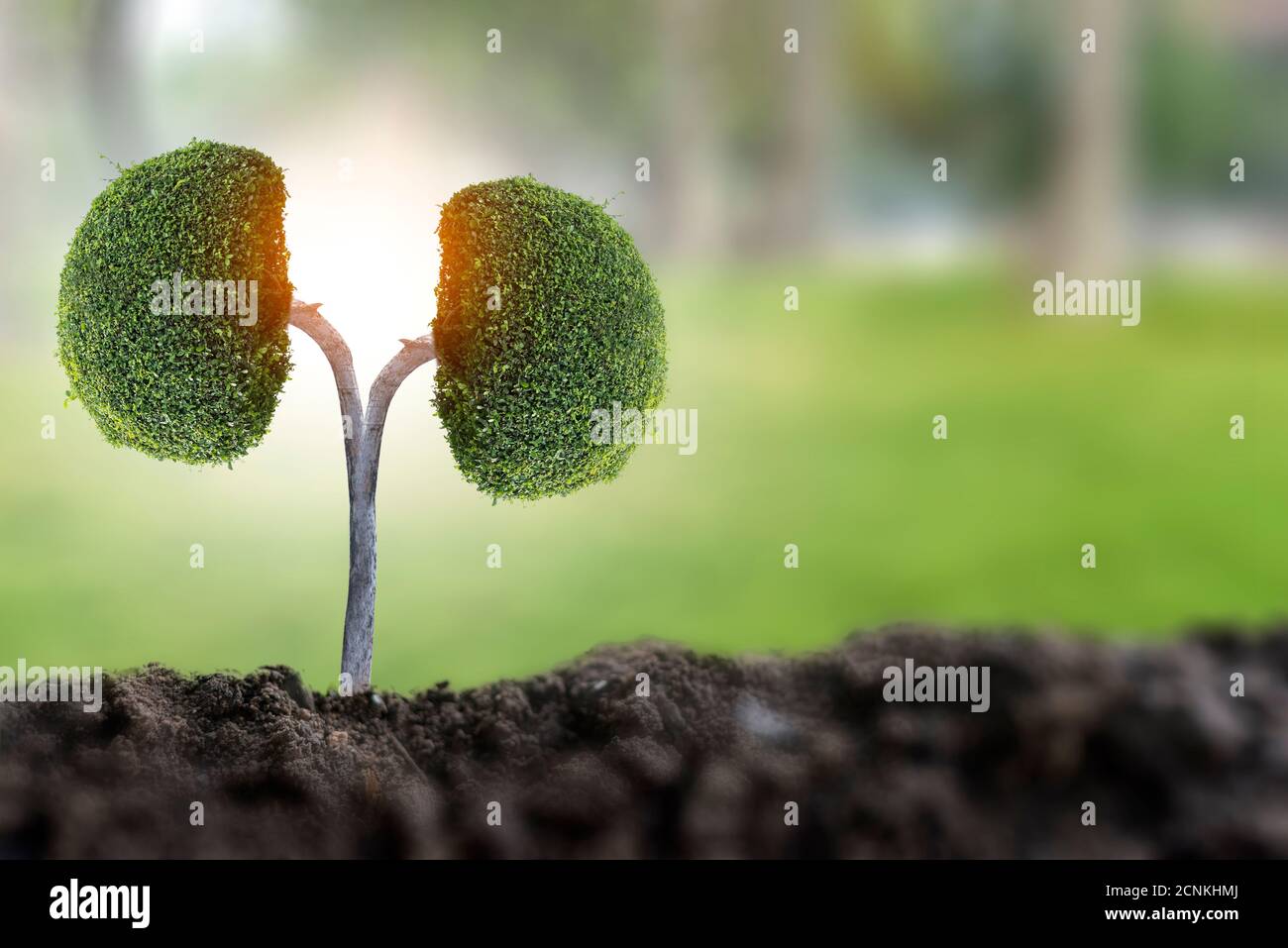 Trees (kidneys), 3D environmental and medical concepts Stock Photo - Alamy
