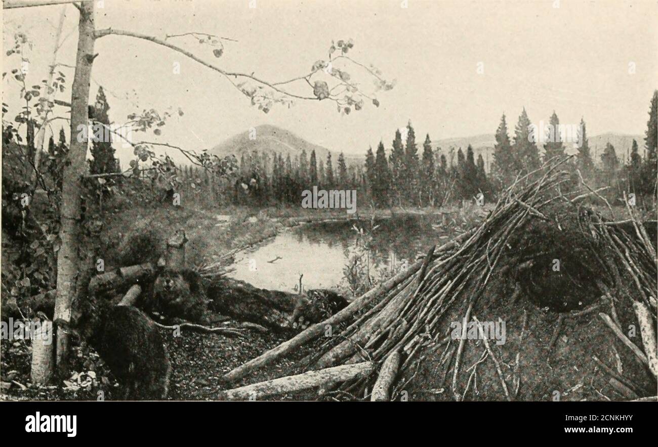 Beaver builds with logs hi-res stock photography and images - Alamy