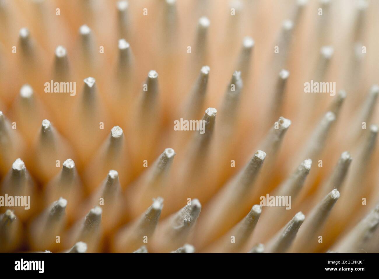 wooden toothpick macro Stock Photo - Alamy