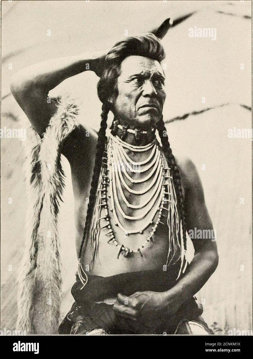 Coyote with short hair hi-res stock photography and images - Alamy