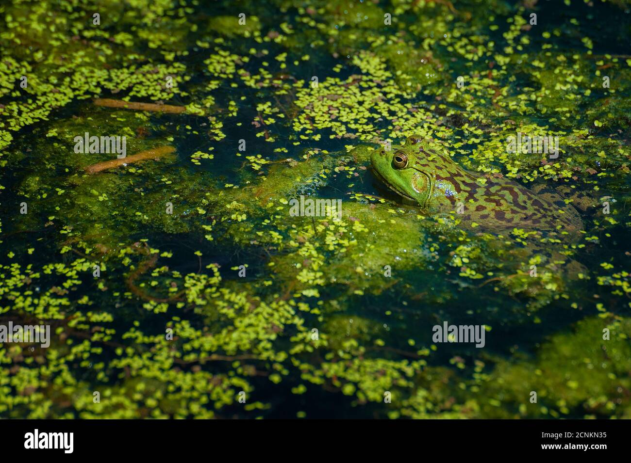 A frog blends in with its habitat in a pond Stock Photo - Alamy