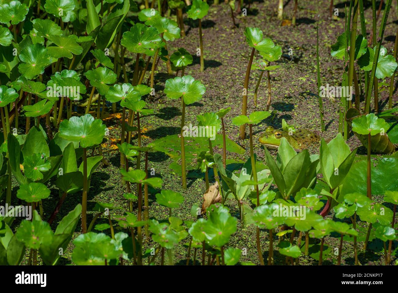 A frog blends in with its habitat in a pond Stock Photo - Alamy