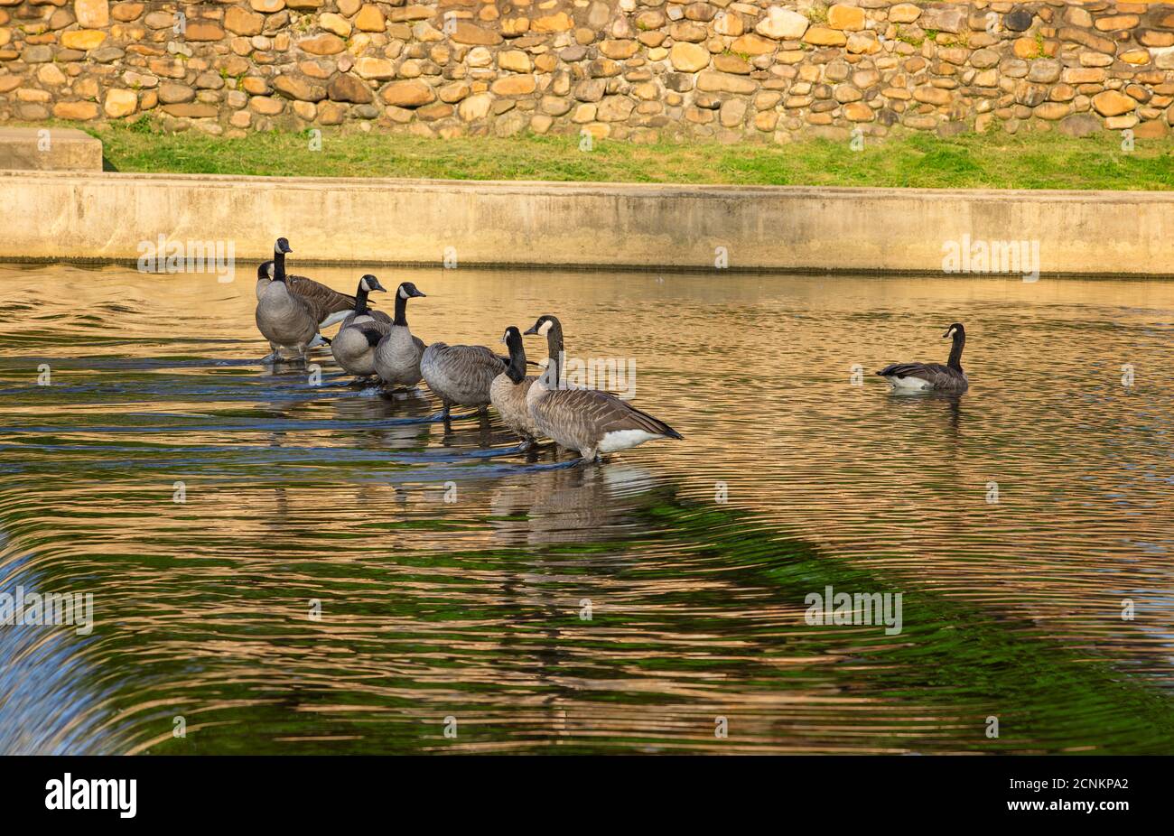 Smal black and white birds hi-res stock photography and images - Alamy