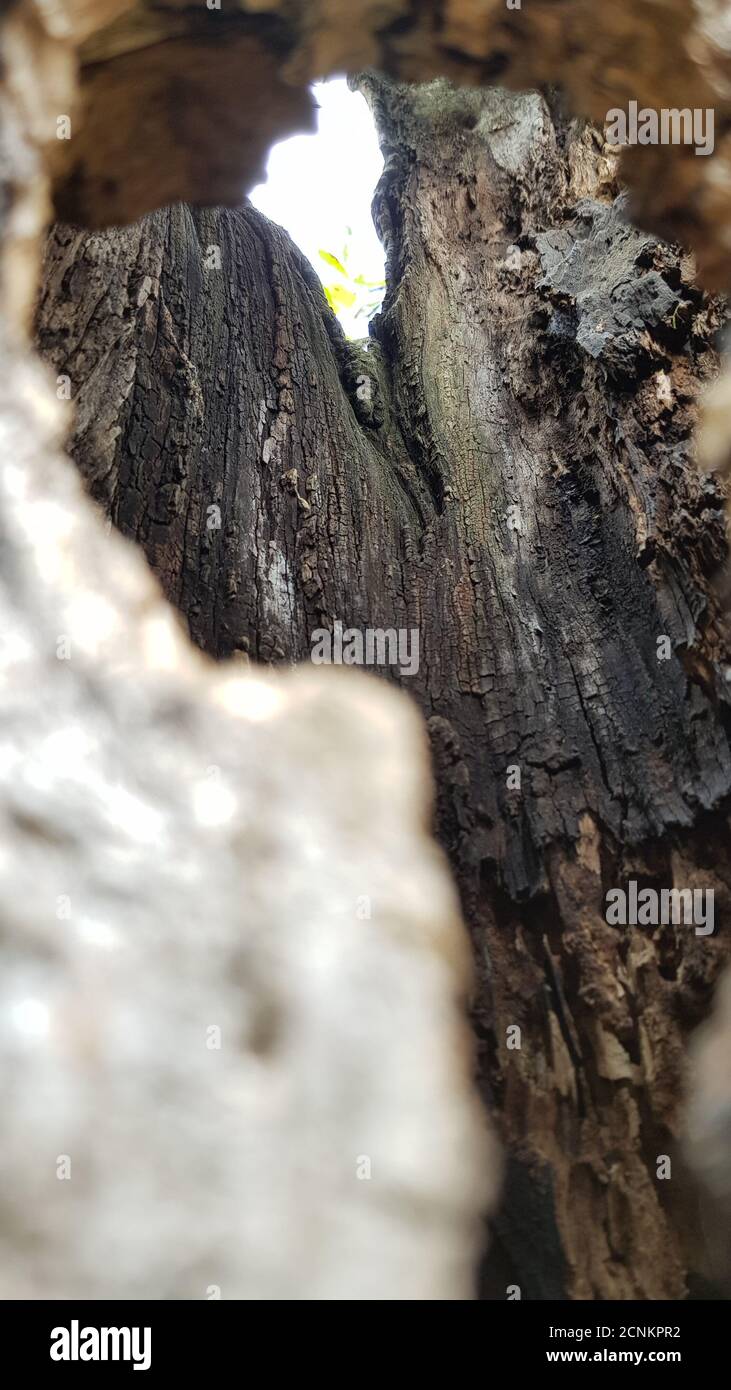 Wood tree cavity apple tree Stock Photo - Alamy