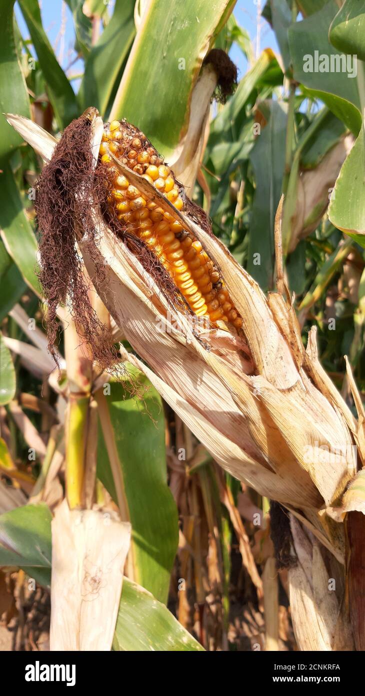 Corn on the cob just before harvest Stock Photo - Alamy