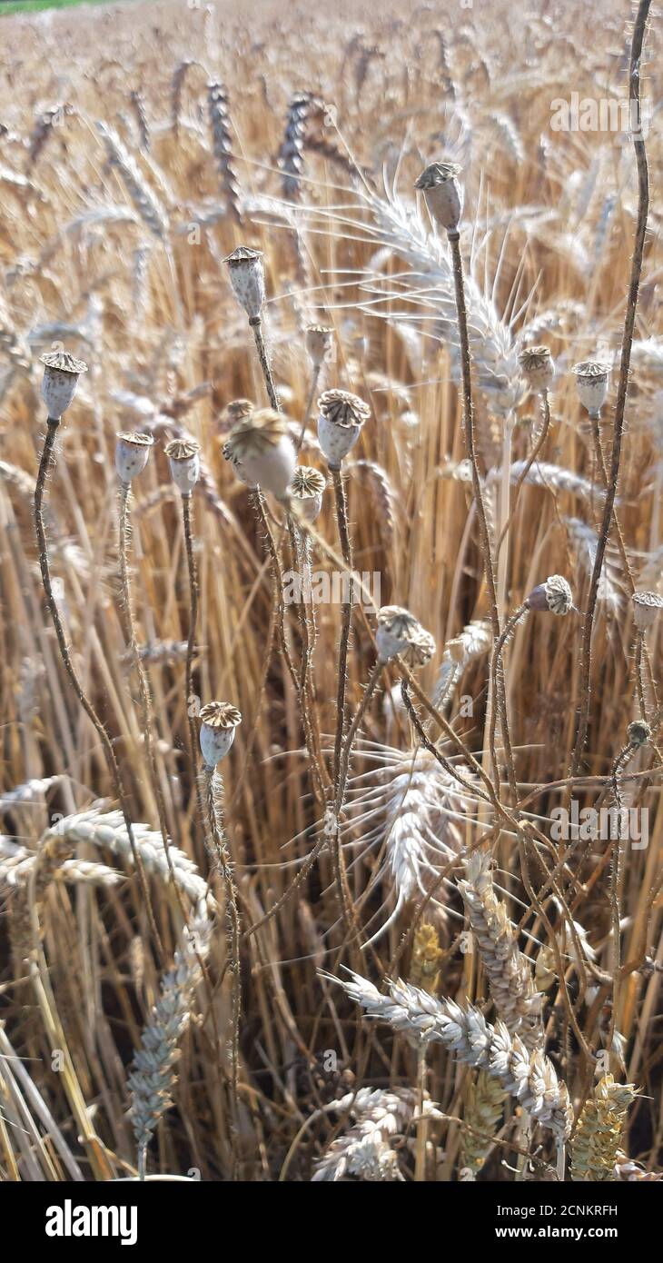 Rye field on a Sunday excursion Stock Photo - Alamy