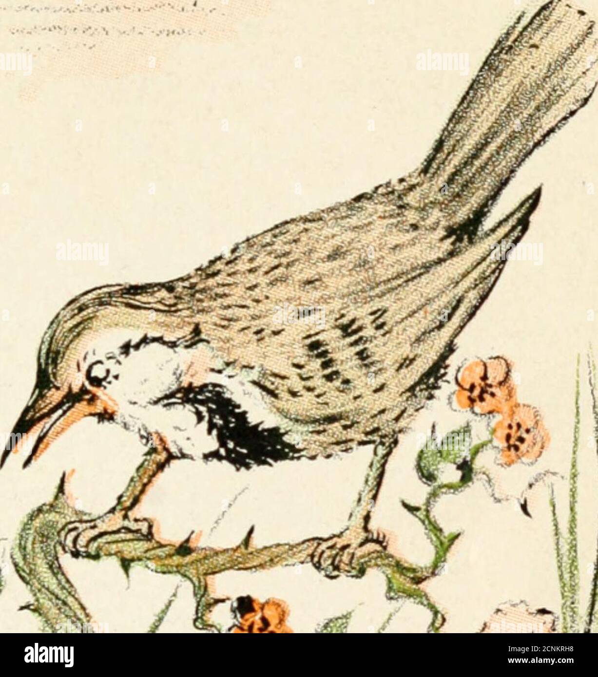 . Bully Bull Frog and his home in Rainbow Valley Stock Photo - Alamy