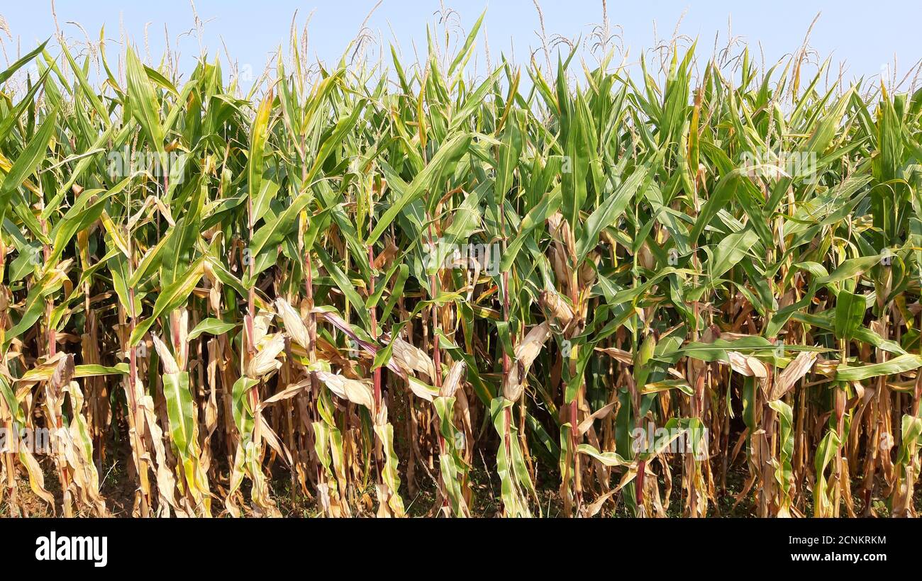 Fossil corn cob hi-res stock photography and images - Alamy