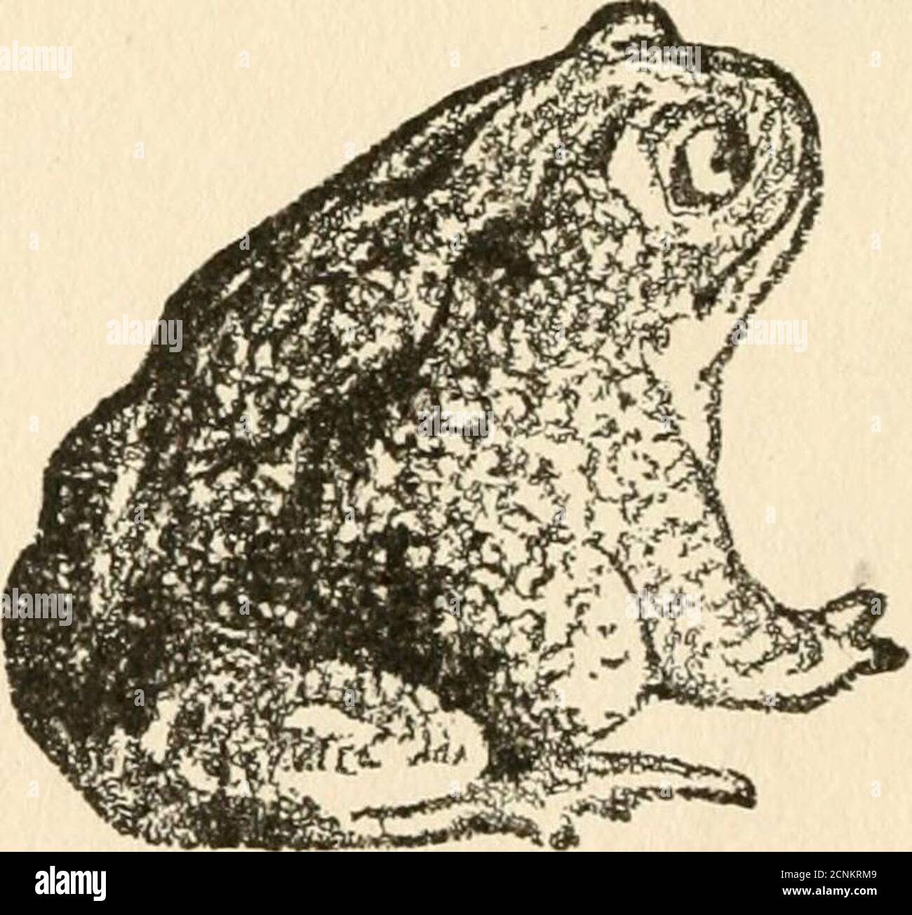 . Bully Bull Frog and his home in Rainbow Valley ... . THE CONTENTS ...