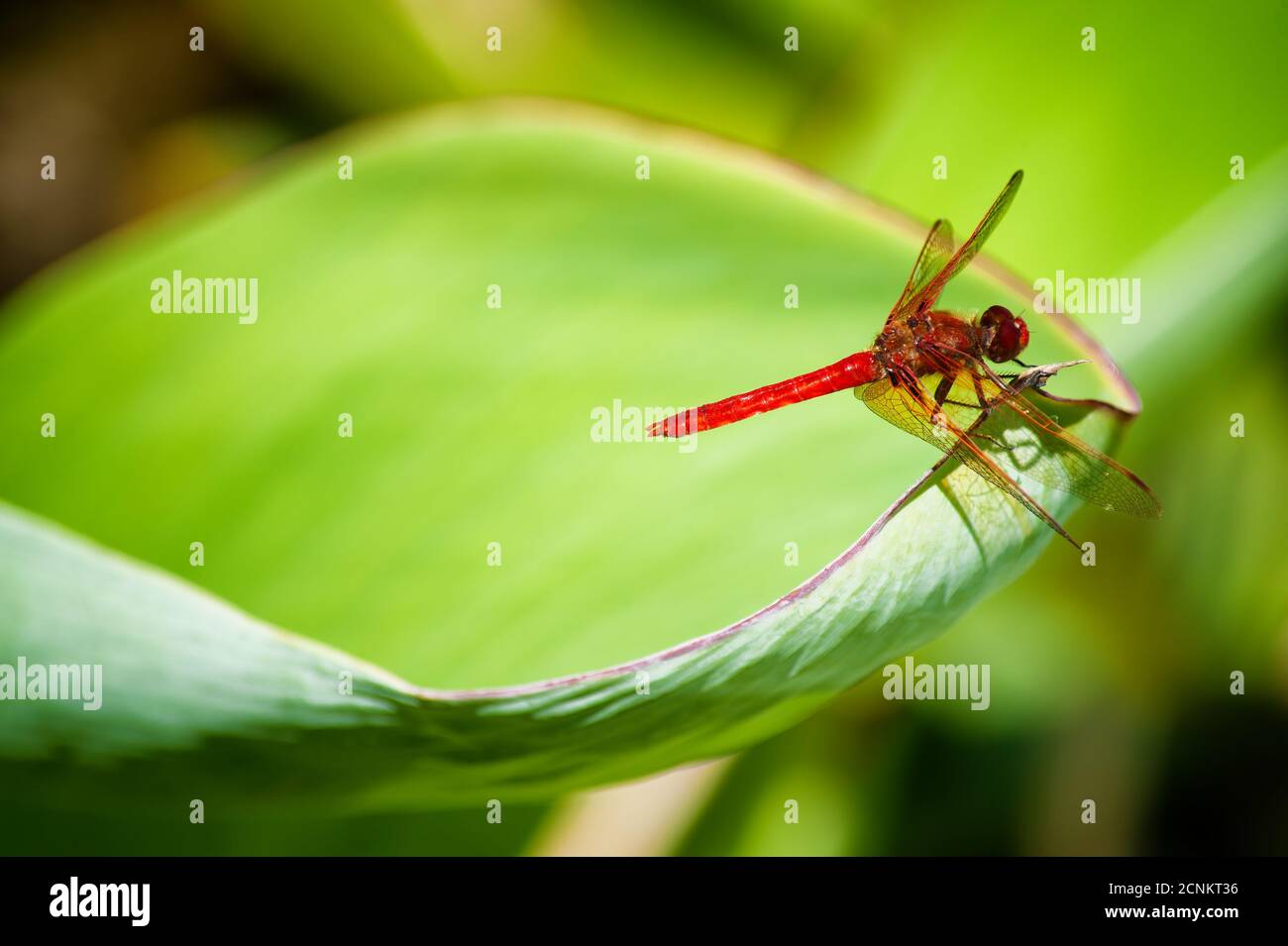 Strong wings hi-res stock photography and images - Alamy
