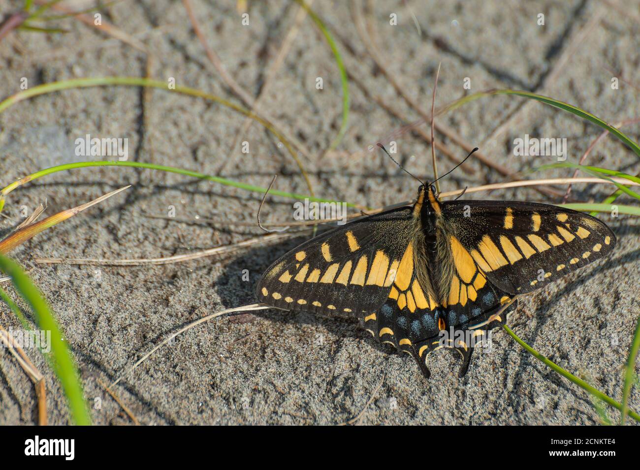Anise swallowtail hi-res stock photography and images - Alamy