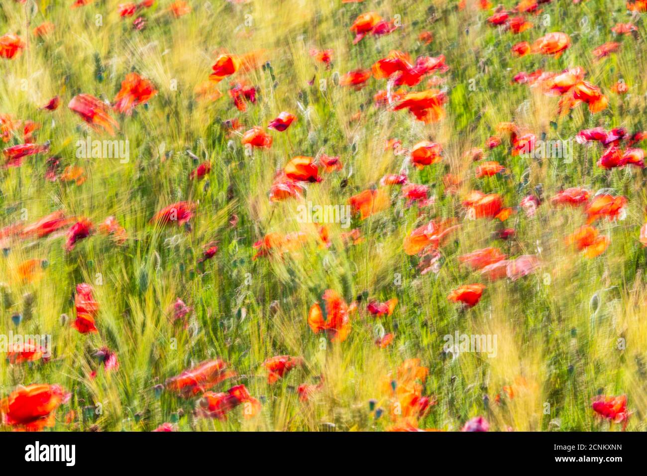 An artistic view of a poppy field Stock Photo - Alamy