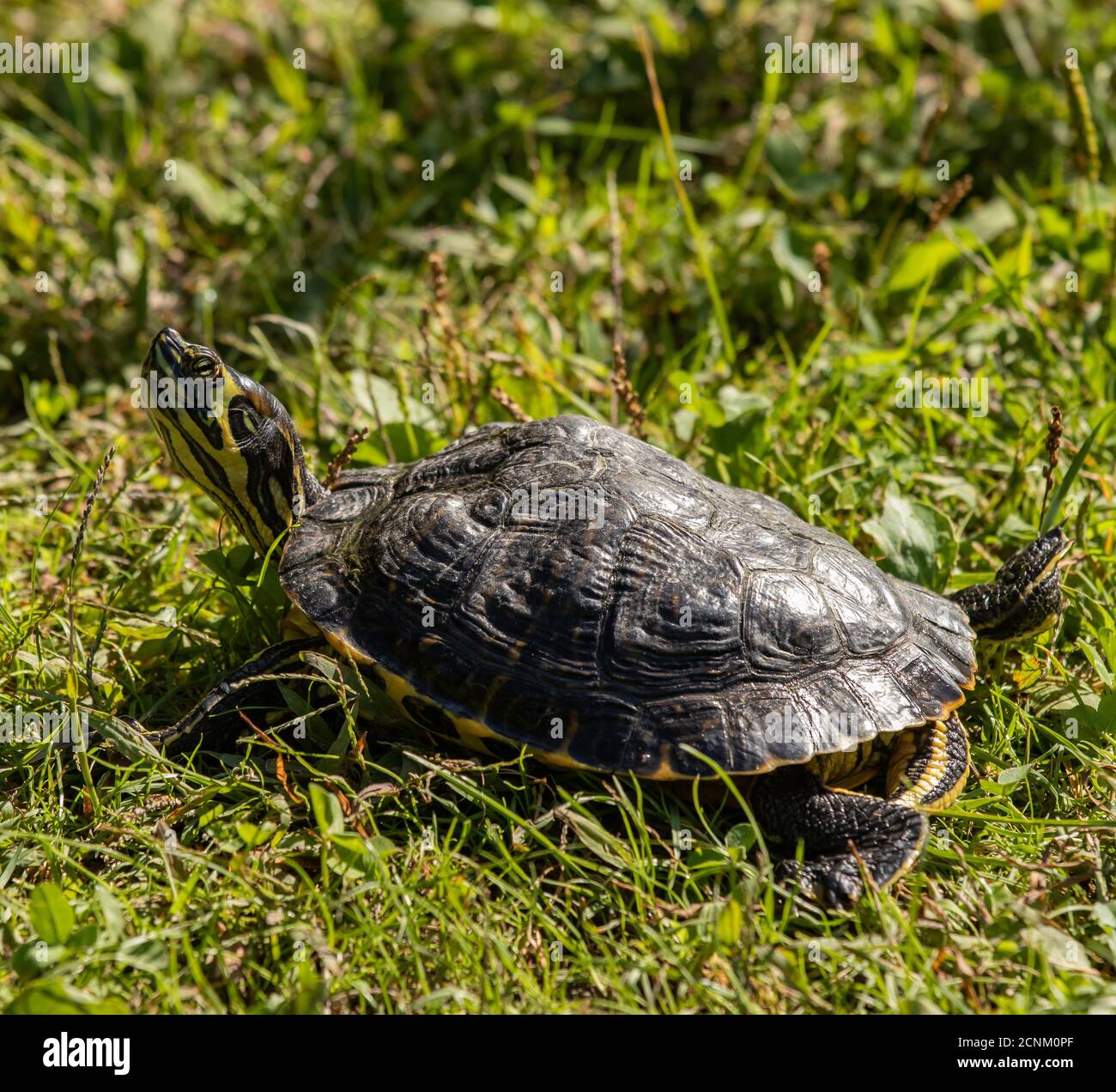 Group of turtles hi-res stock photography and images - Alamy
